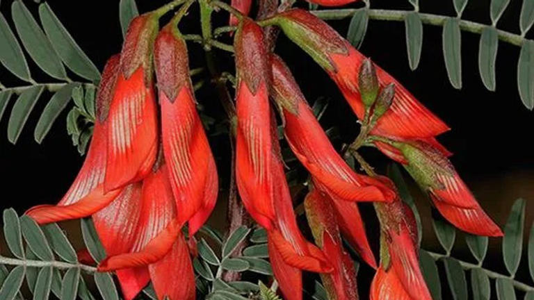 Plant used in traditional medicine shows promise in fighting drug ...