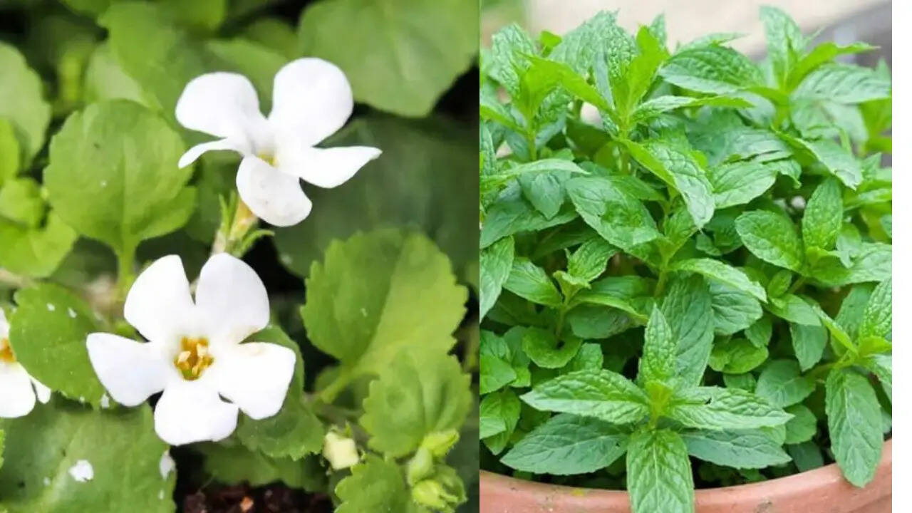 The forgotten Indian herbs your grandparents grew that modern kitchens ...