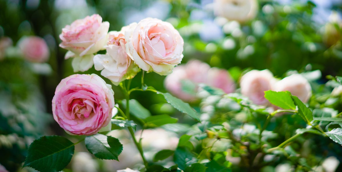 This £1 kitchen staple could be the secret to saving aphid-hit roses