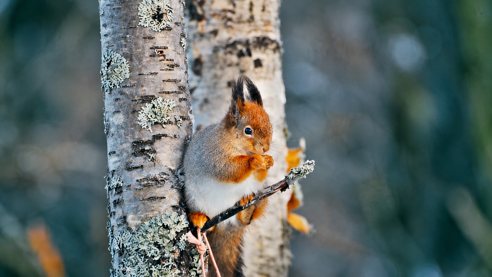 A curious Andean squirrel watching from a tree branch