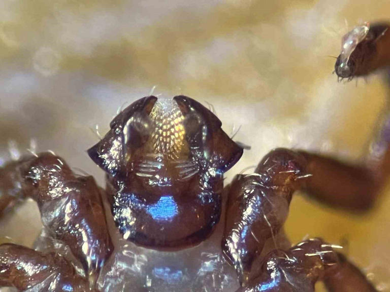 Keneler sadece KKKA değil, yüzlerce hastalığın taşıyıcısı olabilir