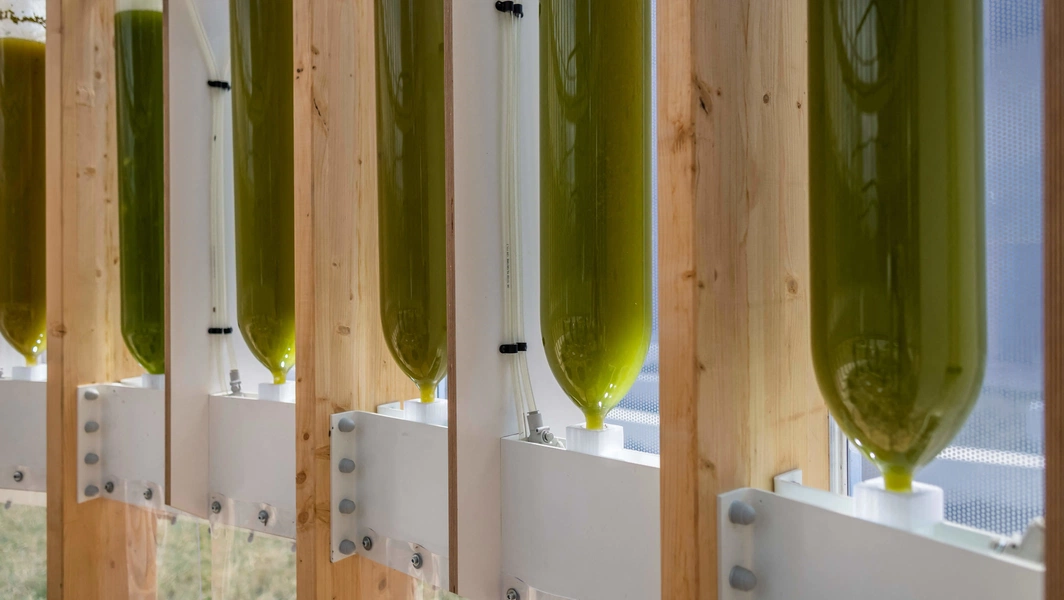 Photosynthesis hacks that could feed the future