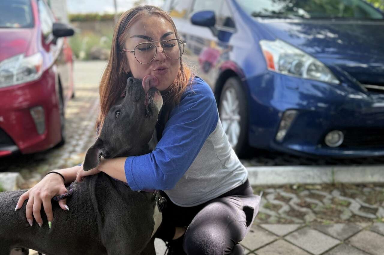 Bay Area shelters rush to recover dogs from 'no-kill' rescue after ...