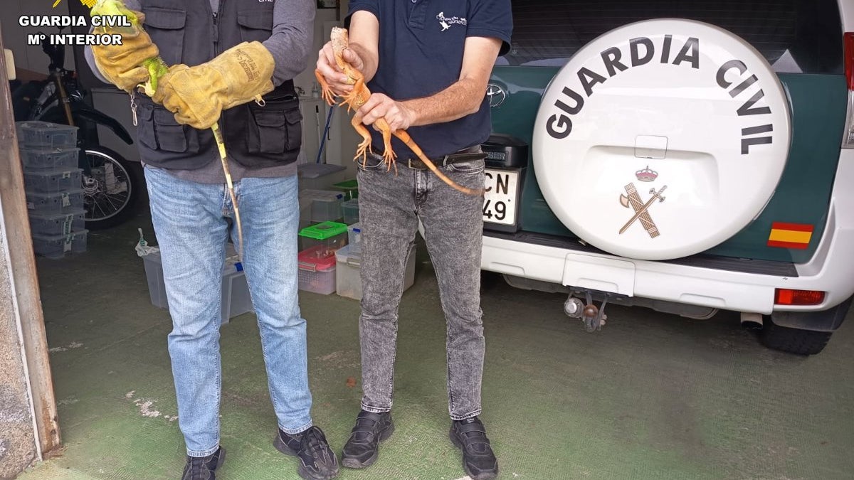 Encuentran un zoo clandestino dentro de una vivienda en Gran Canaria ...