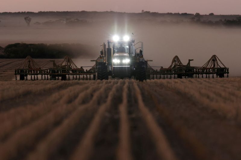 Rainfall aids Australia's wheat crop, but dry forecasts loom