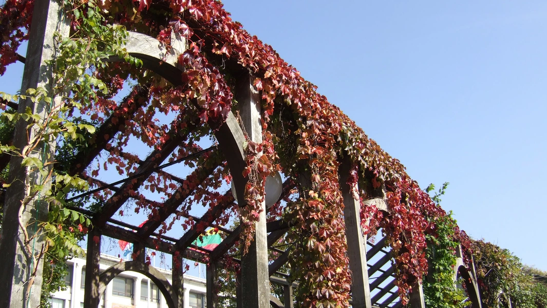 Pergola ideas to transform your backyard space