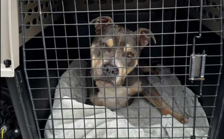 Bay Area shelters rush to recover dogs from 'no-kill' rescue after ...