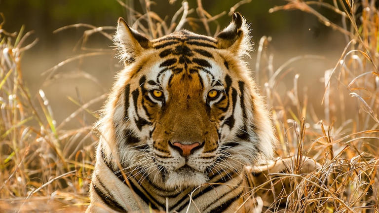 Wie alt werden eigentlich Tiger?