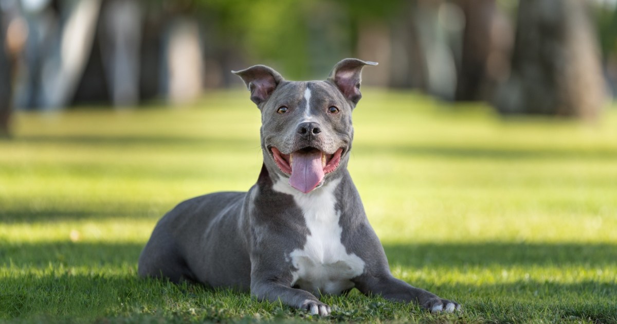 Dog rescued from parked car by officer as temperatures reach 'deadly ...