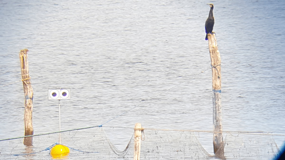 Googly-eyed buoy not scary enough to deter determined seabirds from ...