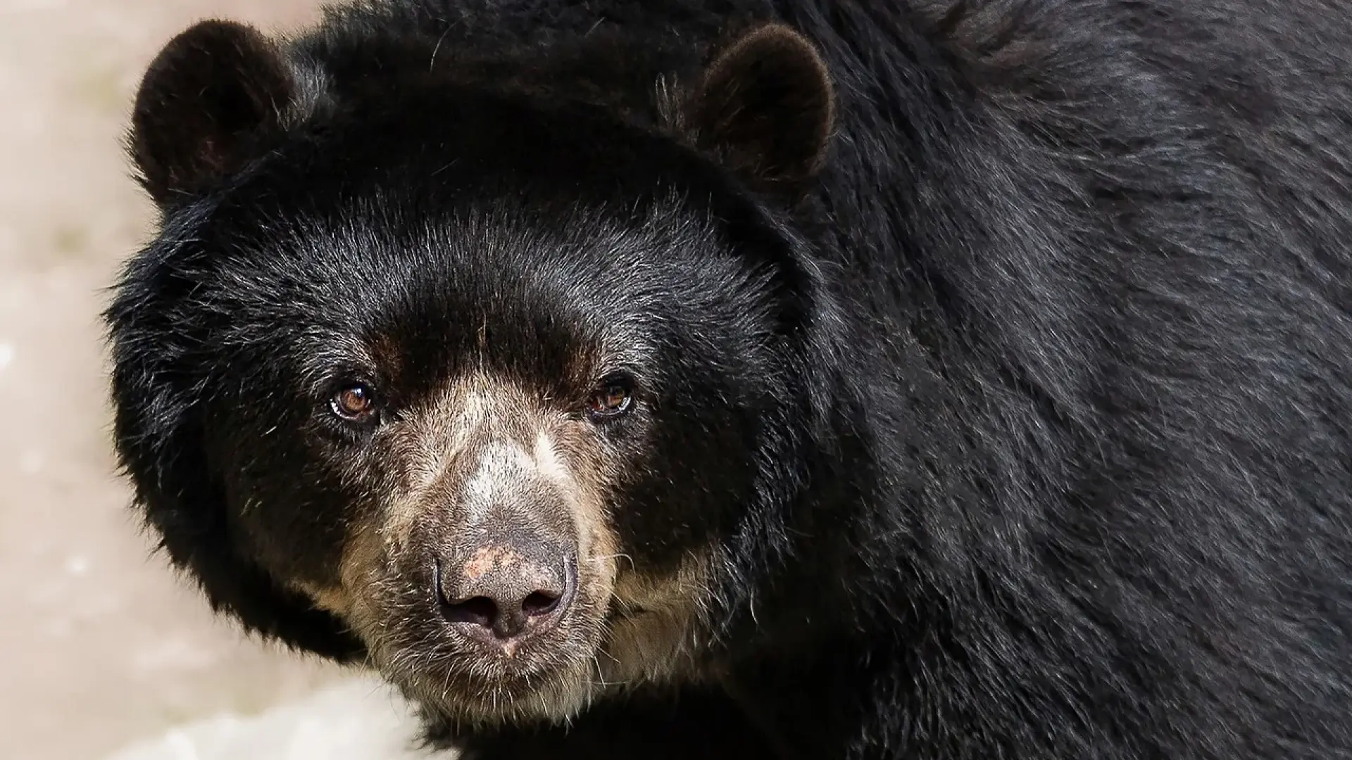 Cuatro heridos en el noreste de Japón por ataques de oso