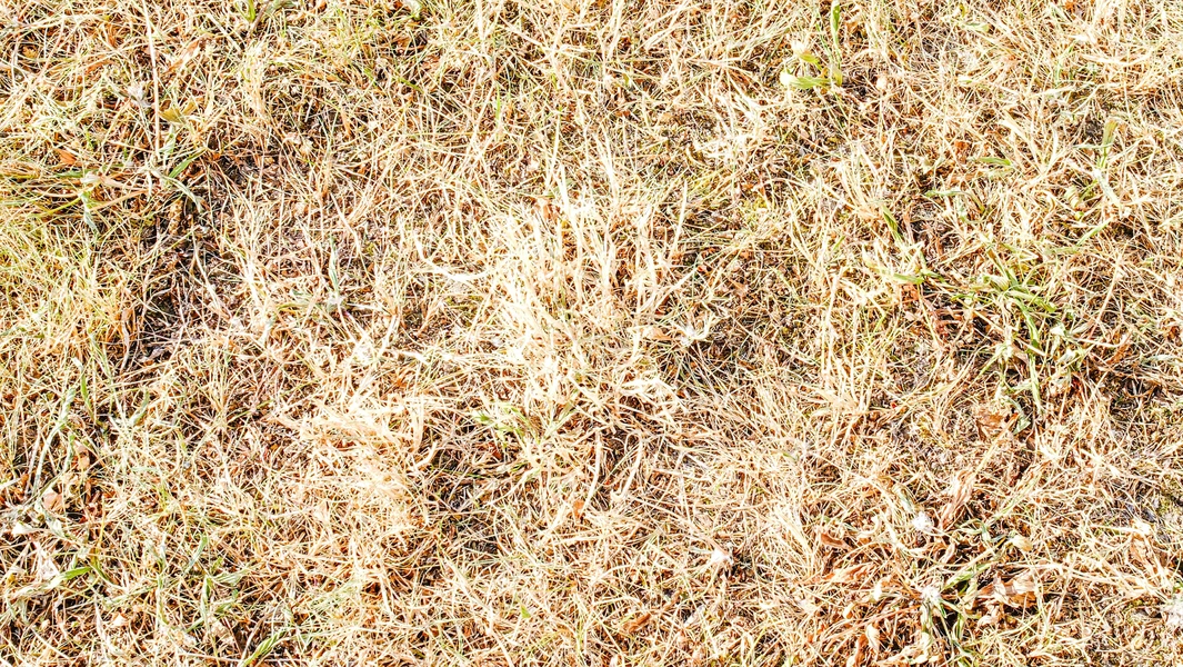 Reviving and maintaining a healthy lawn
