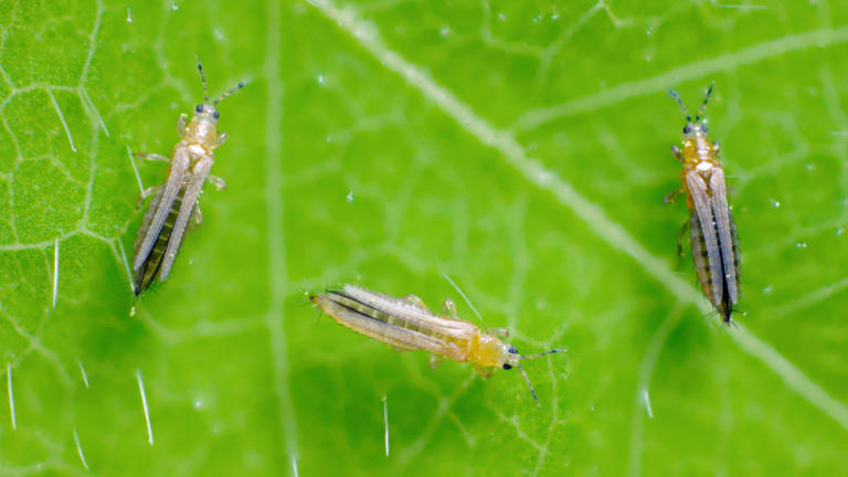 This pest causes the biggest damage to your plants — how to stop thrips