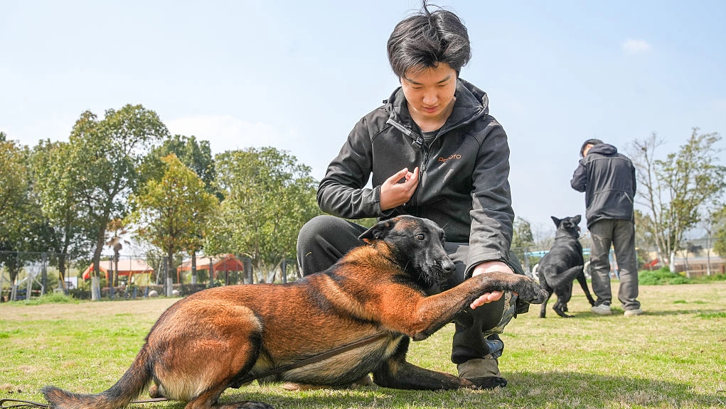 13 words dogs commonly understand