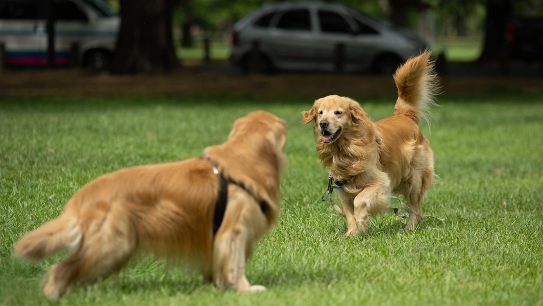 16 dog breeds that love meeting new people