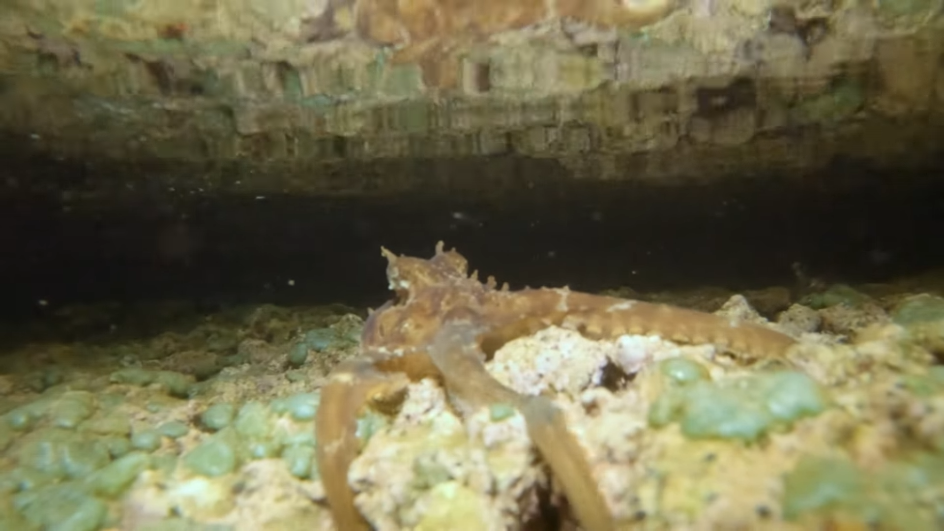 Watch what happens when a night octopus realizes it's been spotted
