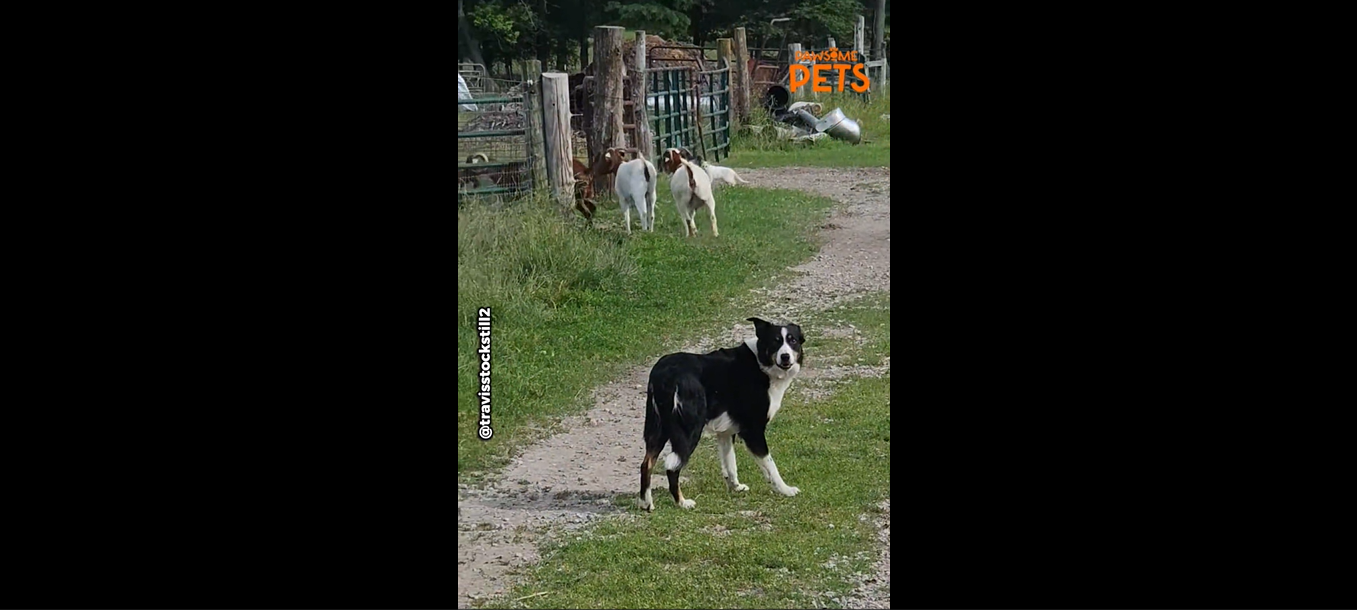Border collie upstaged by farm cat herding goats