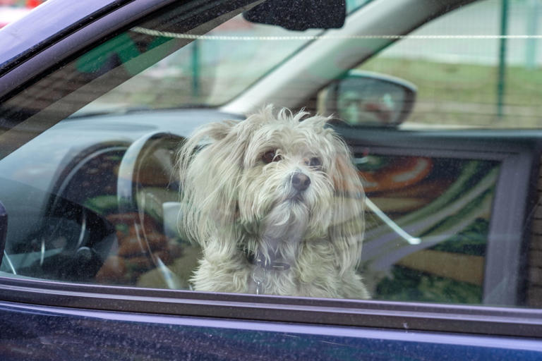 See a dog left in a hot car in Michigan? Trying to rescue it is illegal