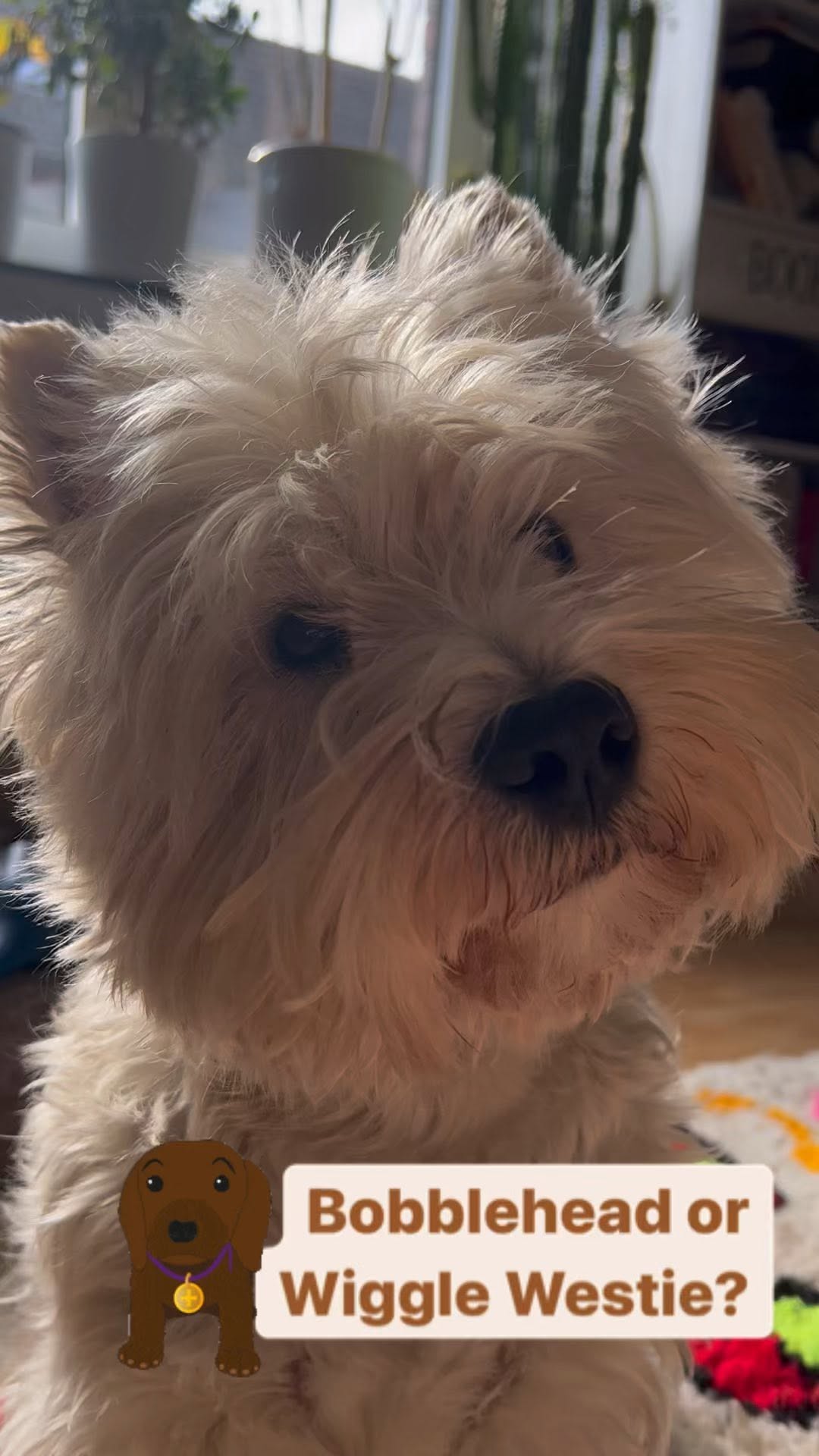 Cacao the Westie waves hello