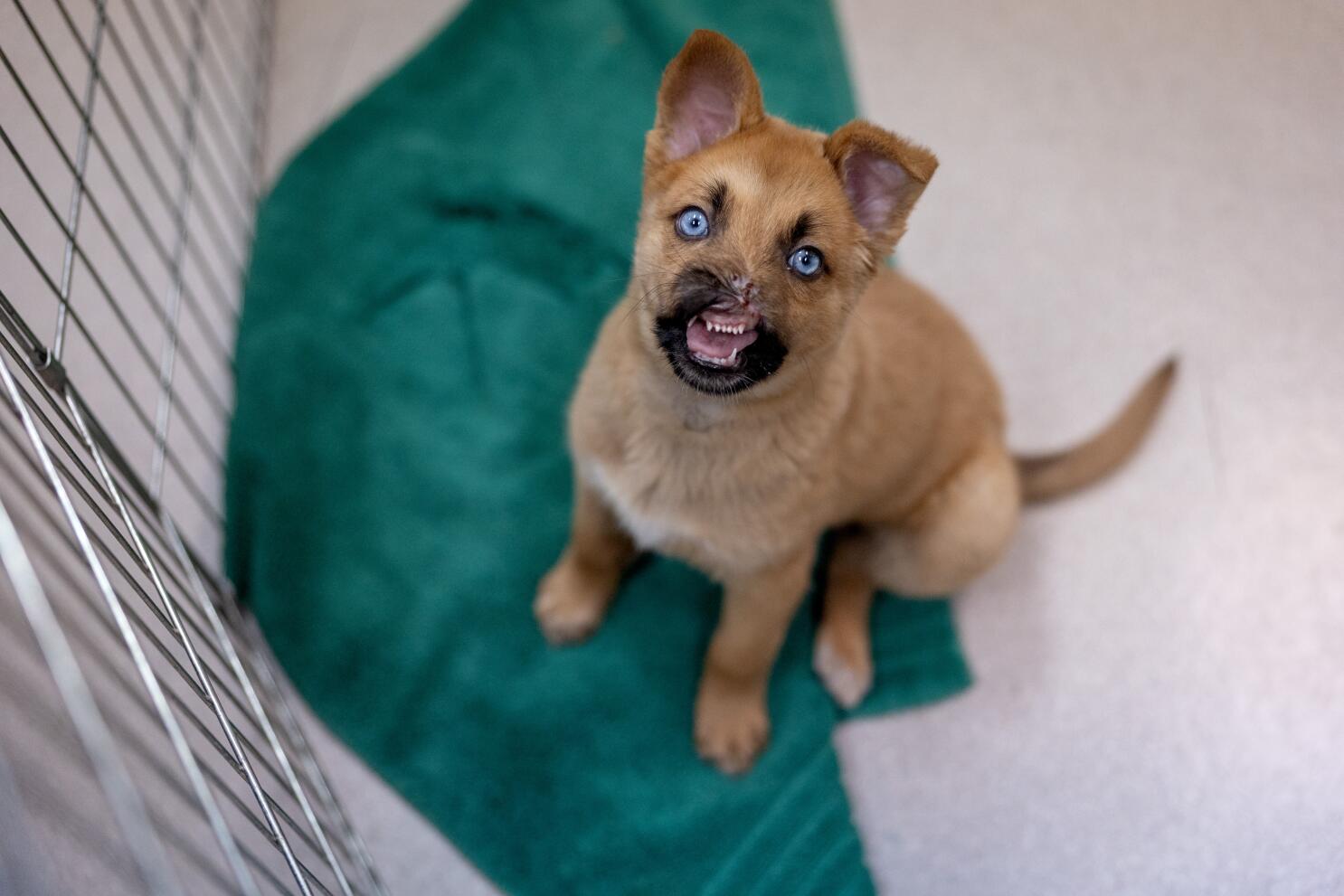 How shelter medicine gave Peanut a real chance to heal