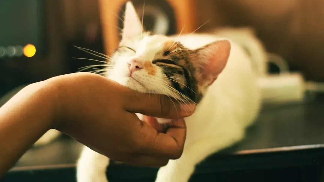 If your cat sleeps on you, vets say it may signal hidden fears and anxiety