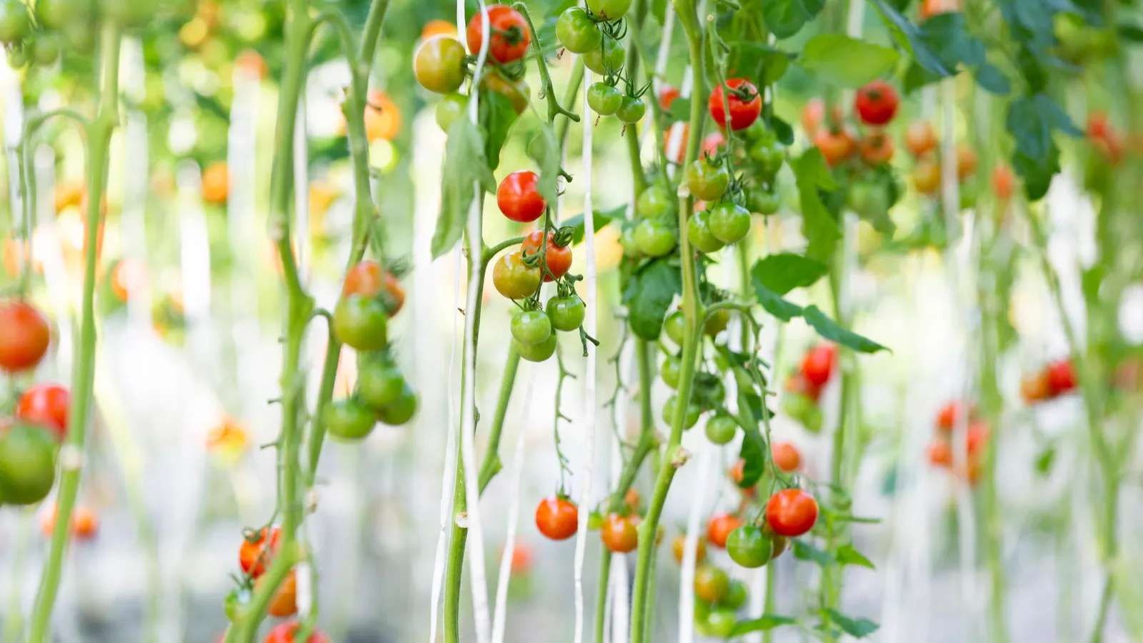Smart tomato growing tricks most gardeners don’t use