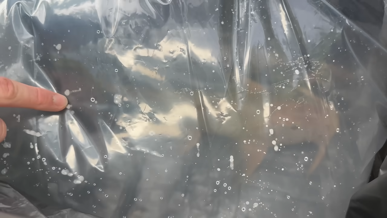 He finally found the rare catfish he wanted, but it almost died in transit
