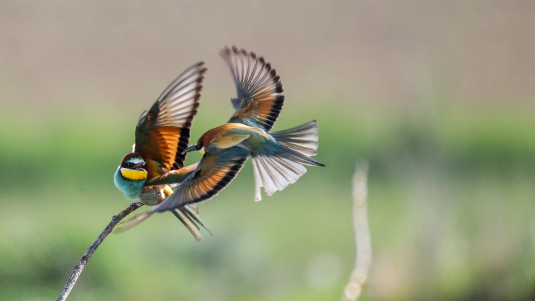18 perfectly timed and unusual photographs