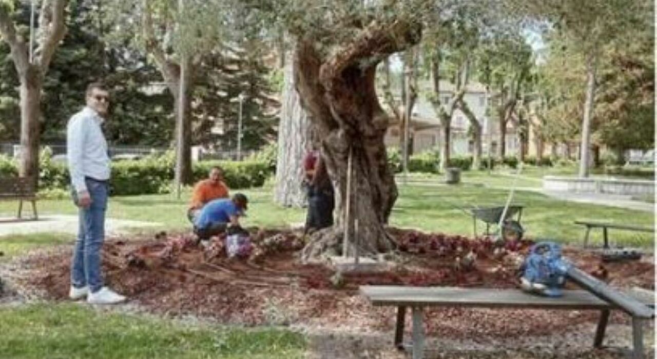 Pergola, i giardini storici tornano a splendere. «Uno spazio ...