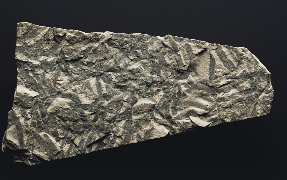 Study finds oceans lost oxygen millions of years before Triassic extinction
