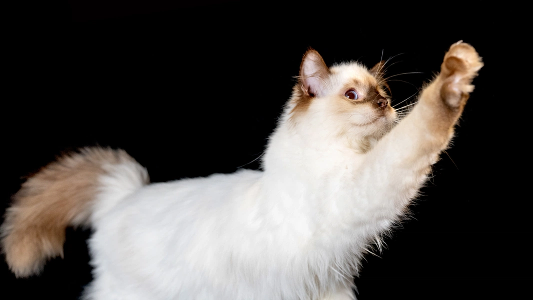 Understanding the signs of a happy cat