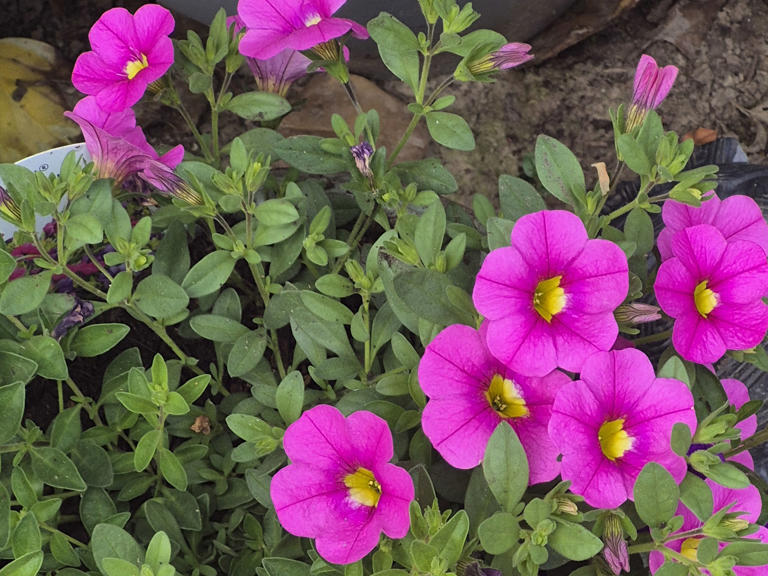 Ninfield and Hooe Village Voice