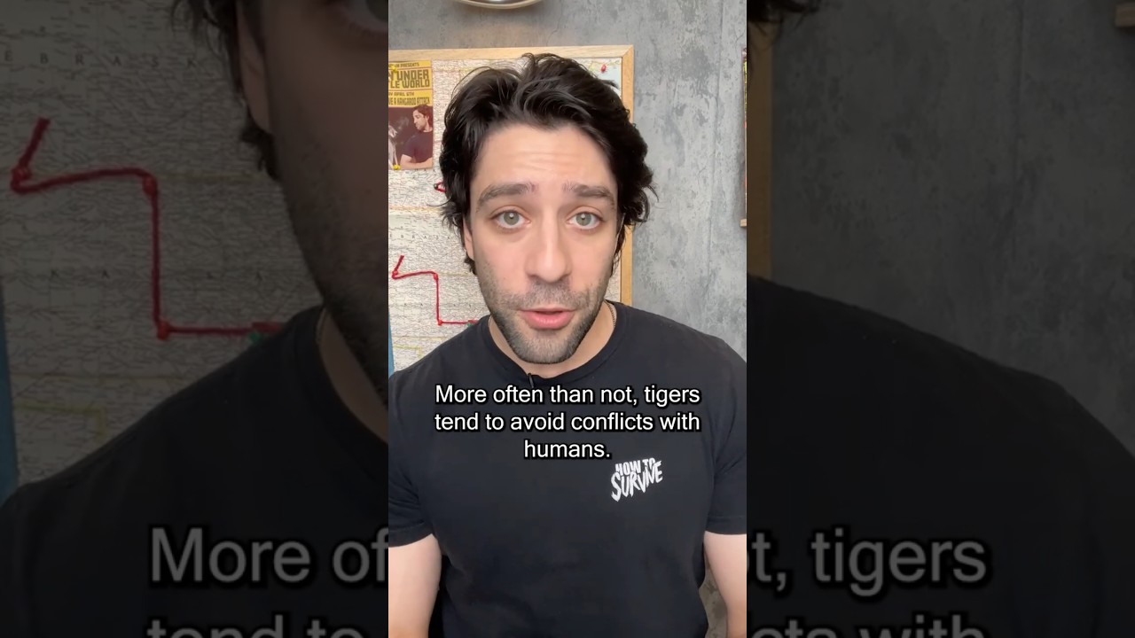 Discover the best moves to survive a white tiger attack