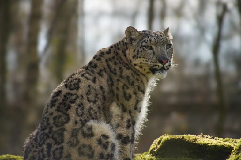 'It's still early days': Snow leopard gives birth marking momentous ...