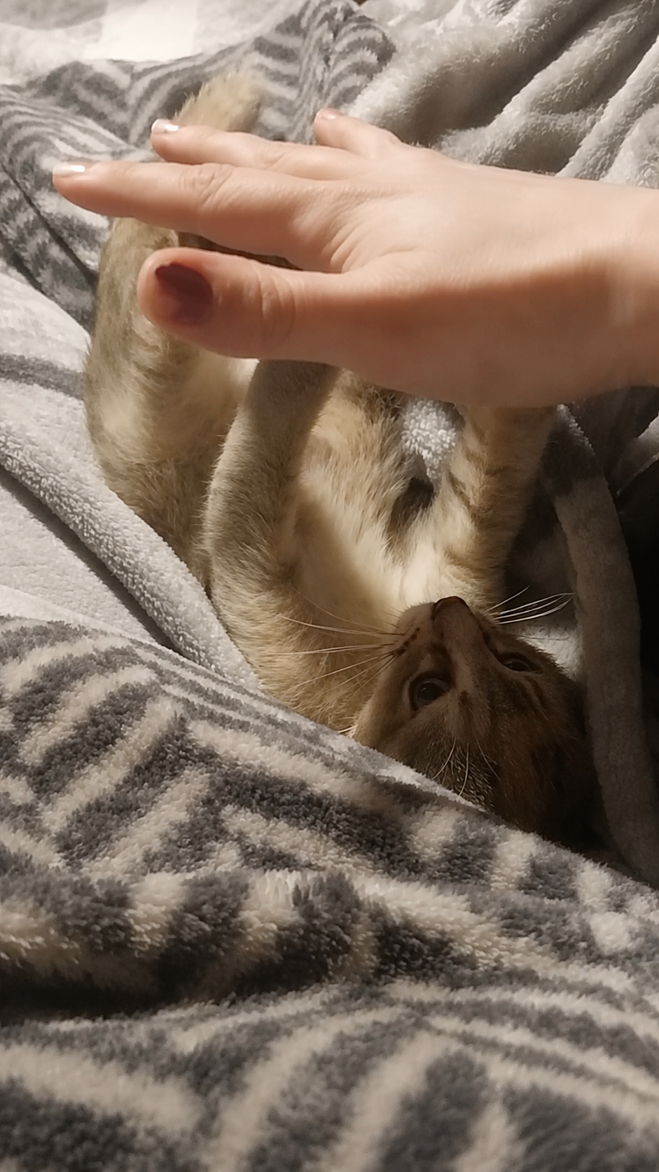 The protector folded in one second
