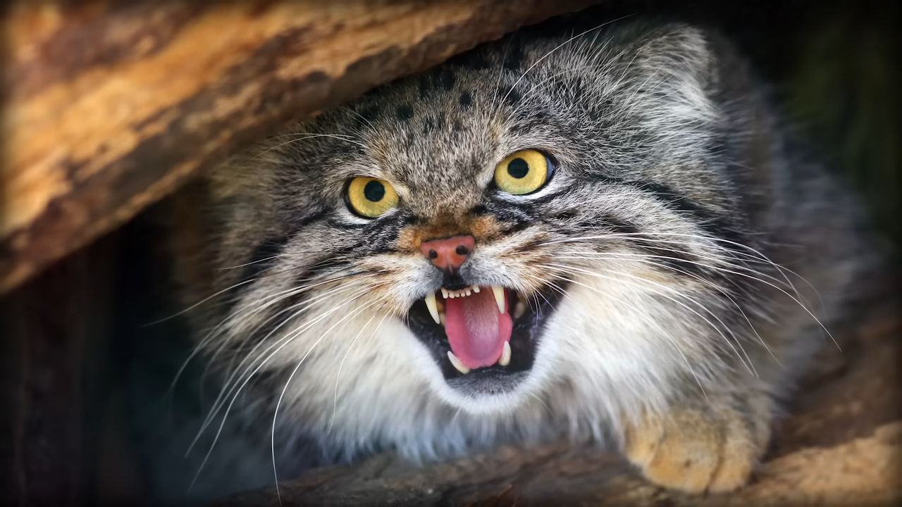 Watch what happens when nature creates the ultimate grumpy cat