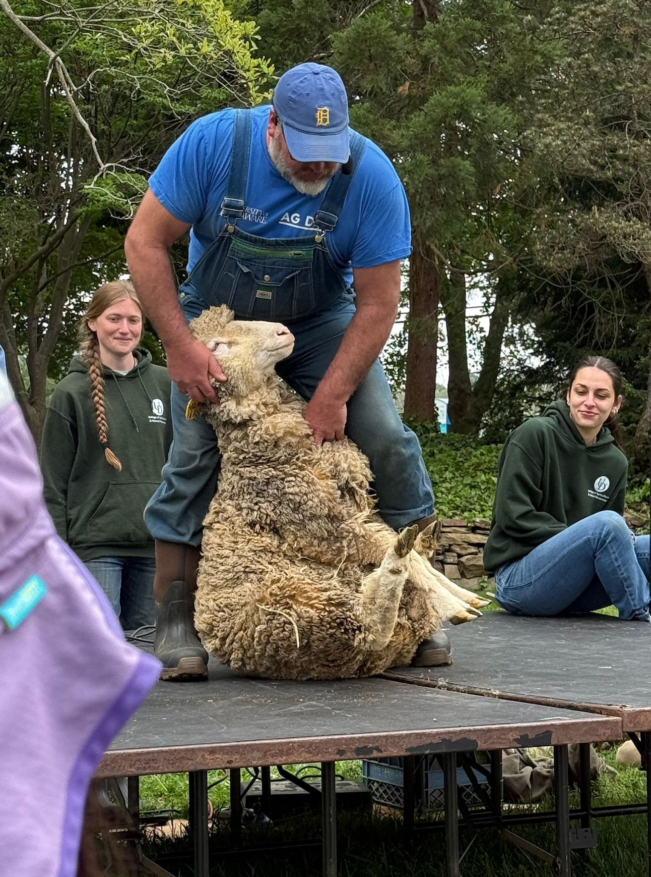 Delaware sheep shearing season is here, and it’s a workout