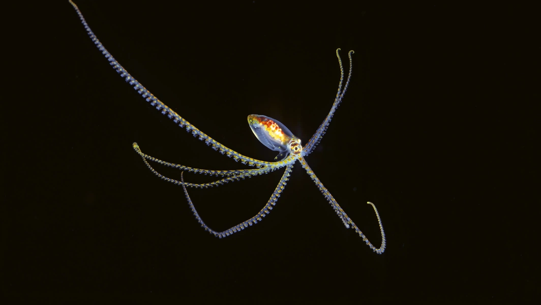 Newly named deep-sea octopus challenges family classification