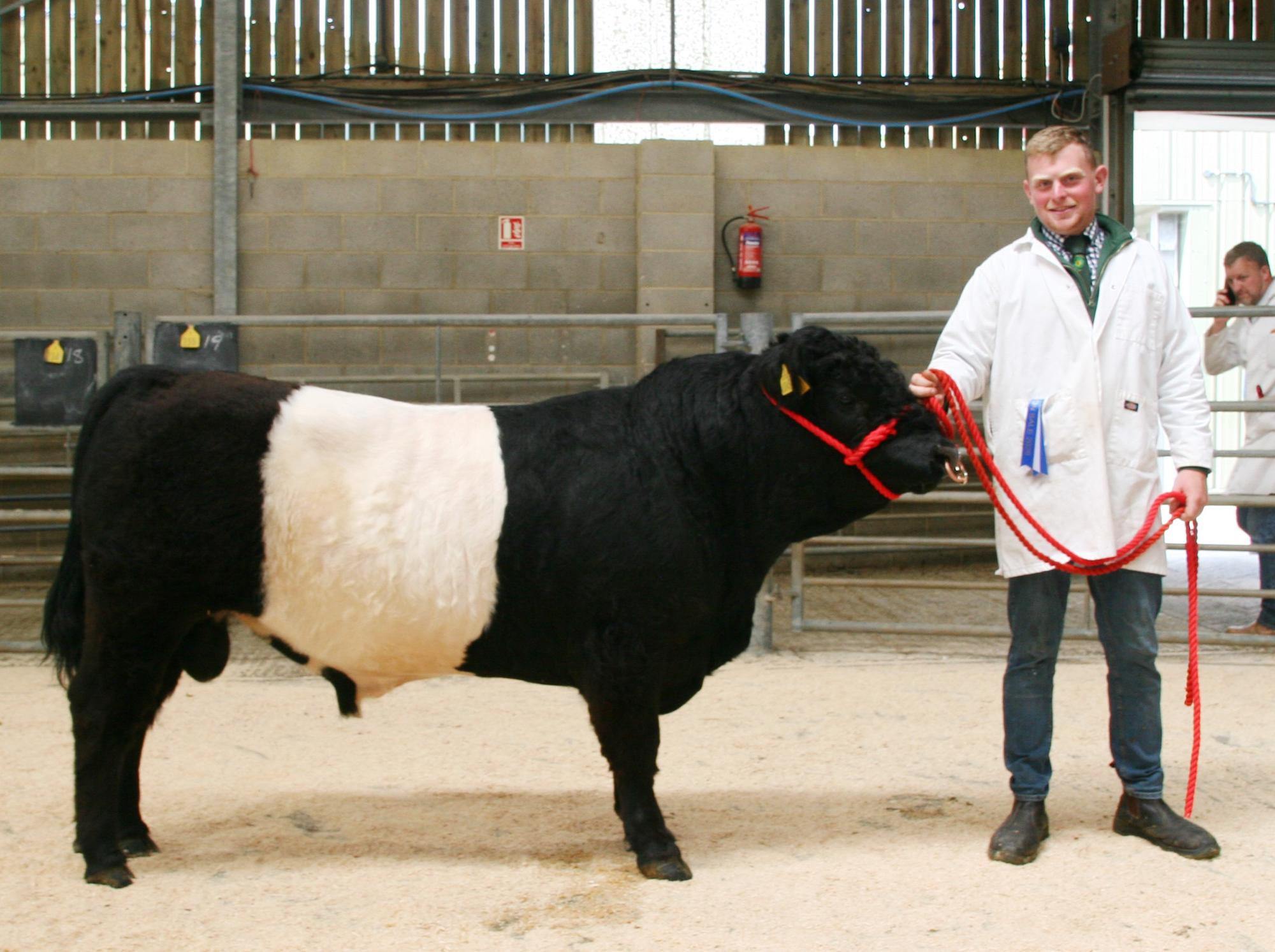 Barwise bull stands supreme at annual CCM Skipton Belted Galloway highlight
