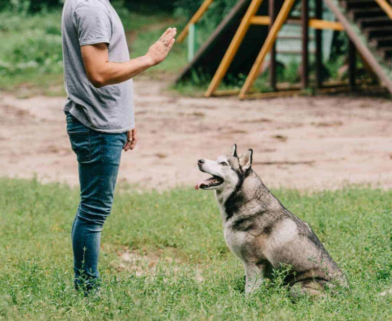 Dog training 101: Expert tips for a perfectly behaved pup