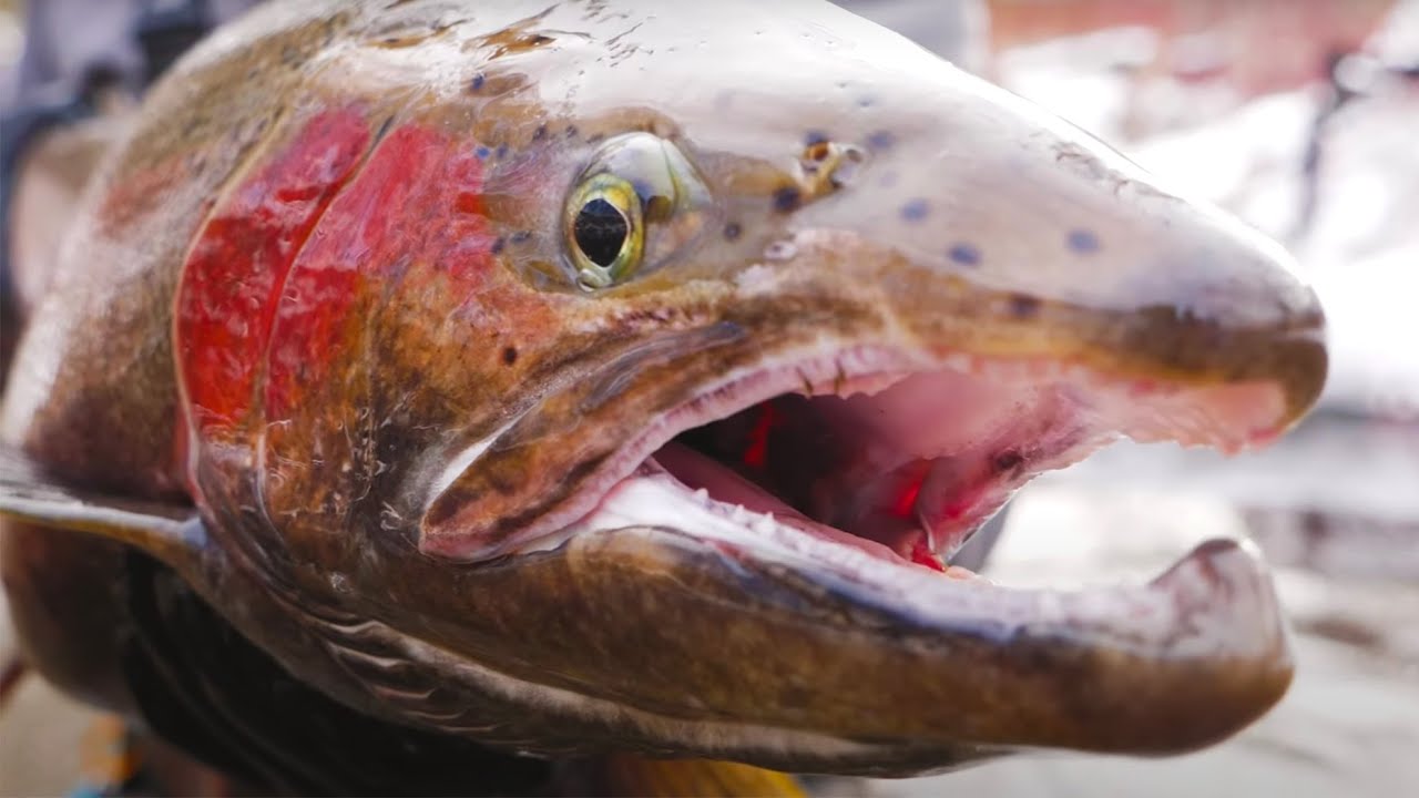 Our first ever Michigan steelhead river float (insane action!)