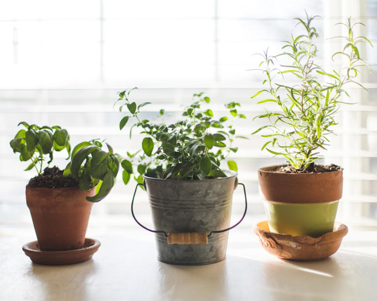 The apartment homestead: 7 edible crops you can grow on a windowsill