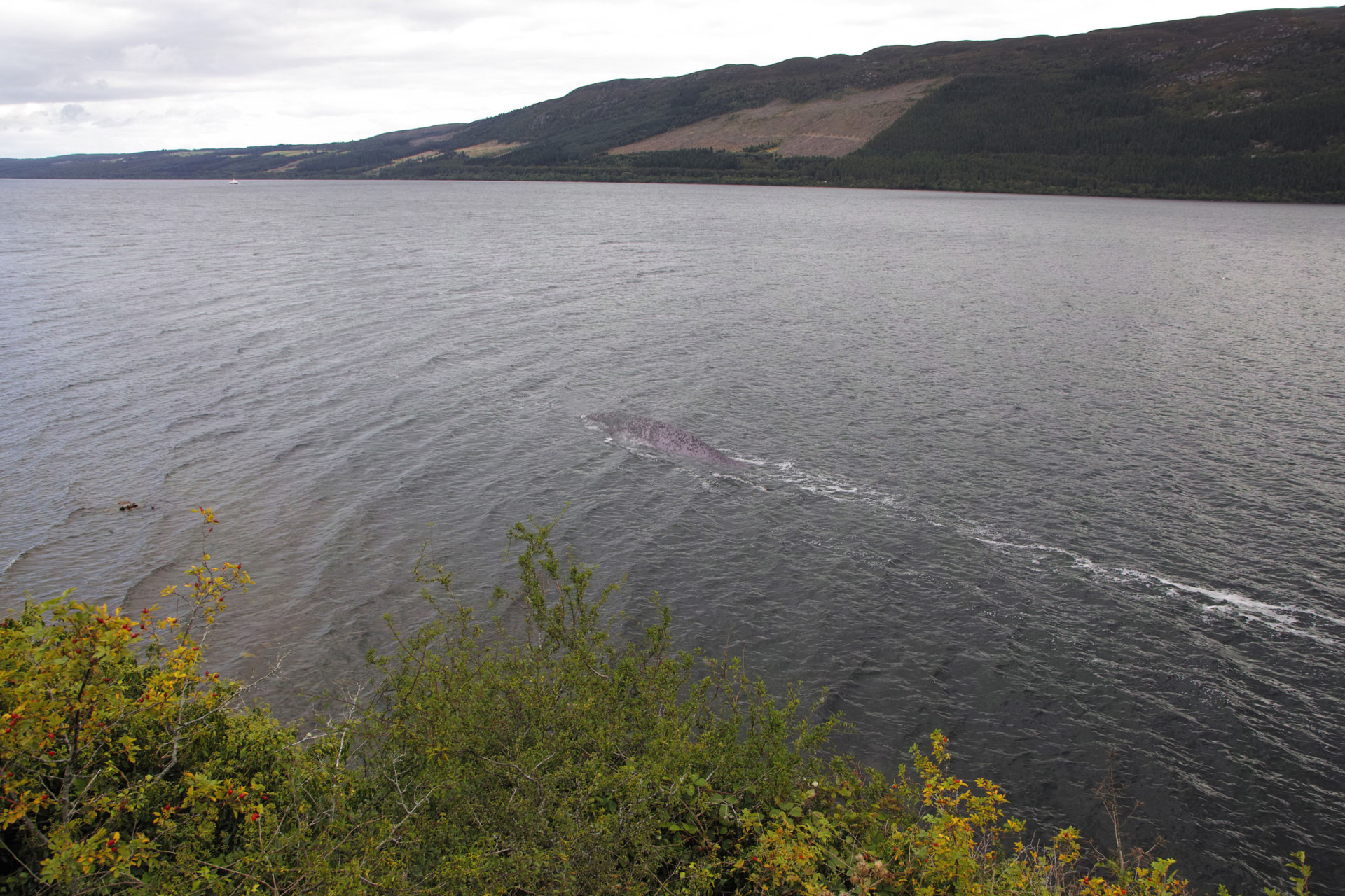 Los secretos del misterioso monstruo del lago Ness