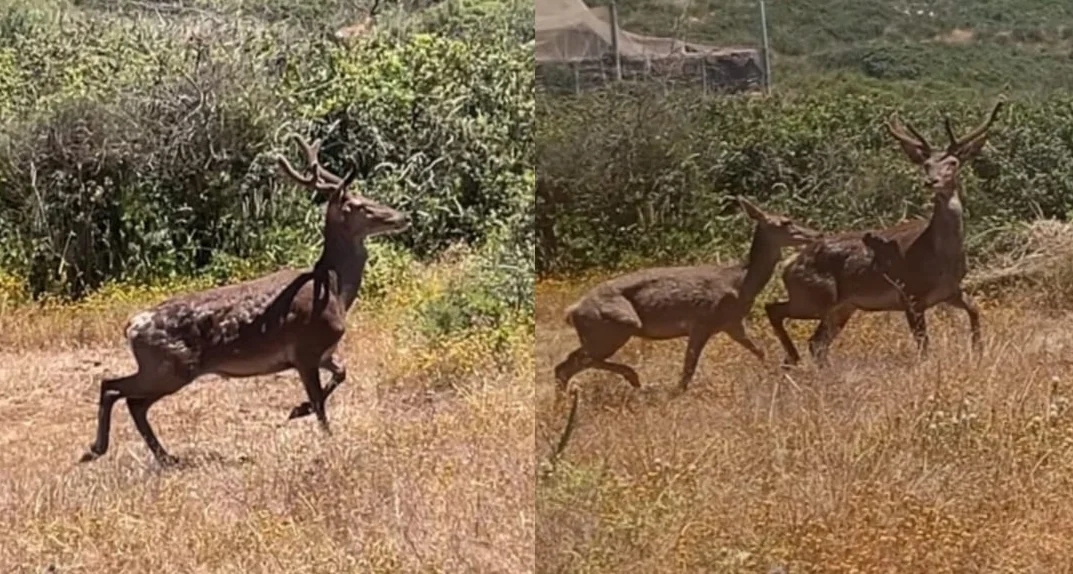 Beni Snassen Natural Park welcomes Barbary deer in biodiversity push