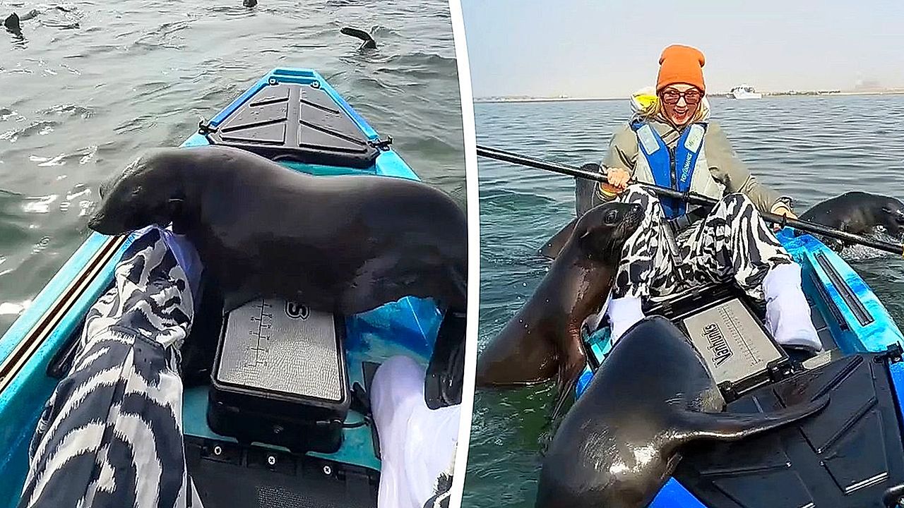 Seals hijack kayaker's boat off the Namibian coast