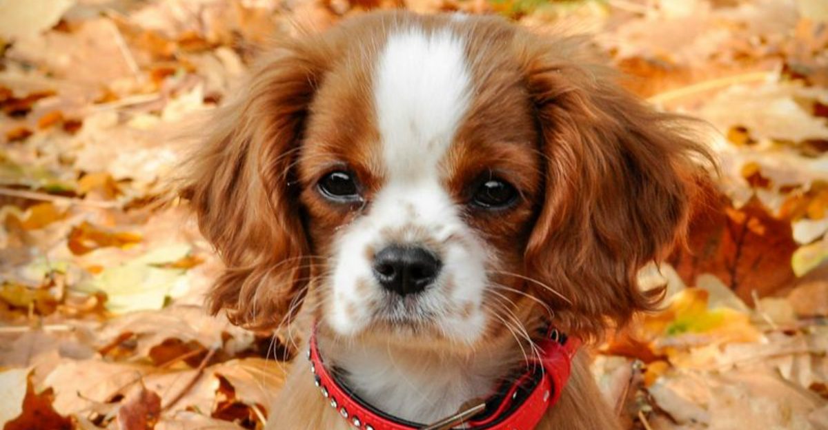 These 10 dogs can gain weight fast after neutering without the right ...