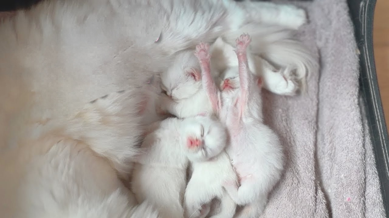 Big kittens meet their new little siblings