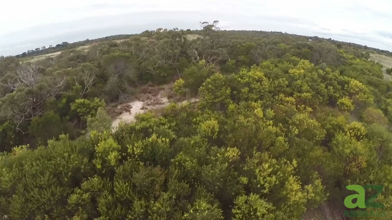 A group of eagles pose a serious threat to one unlucky kangaroo