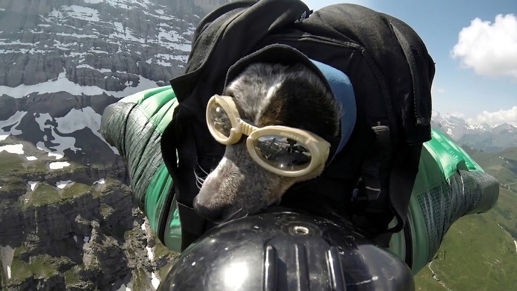 Millions knew him for flying with his dog - then he crashed off a 7,500 ...