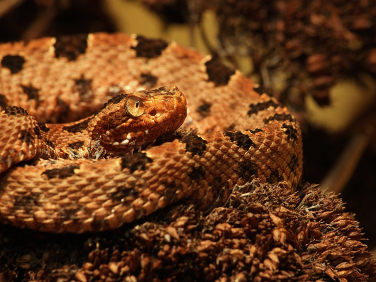 509 snakes tested in US survey, many found carrying disease-causing ...